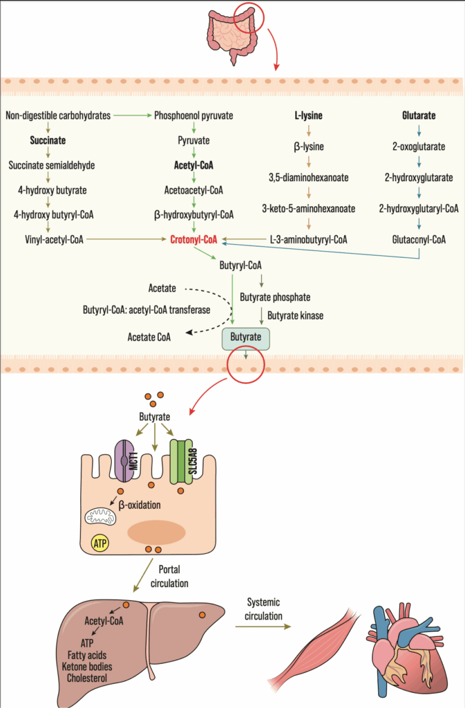 The Benefits and Implications of Butyrate - SSRP Institute