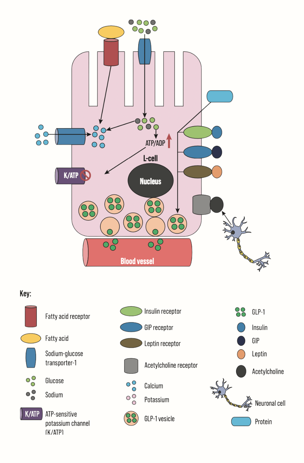 Getting to Know GLP-1 Peptides - SSRP Institute