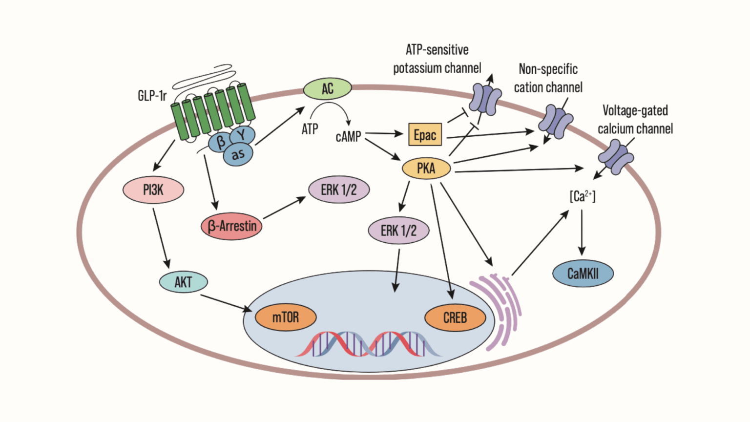 Getting to Know GLP-1 Peptides - SSRP Institute